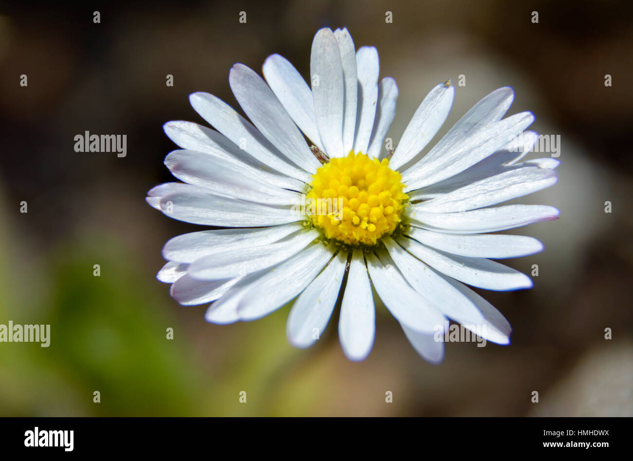 Whitse daisy macro Stock Photo - Alamy