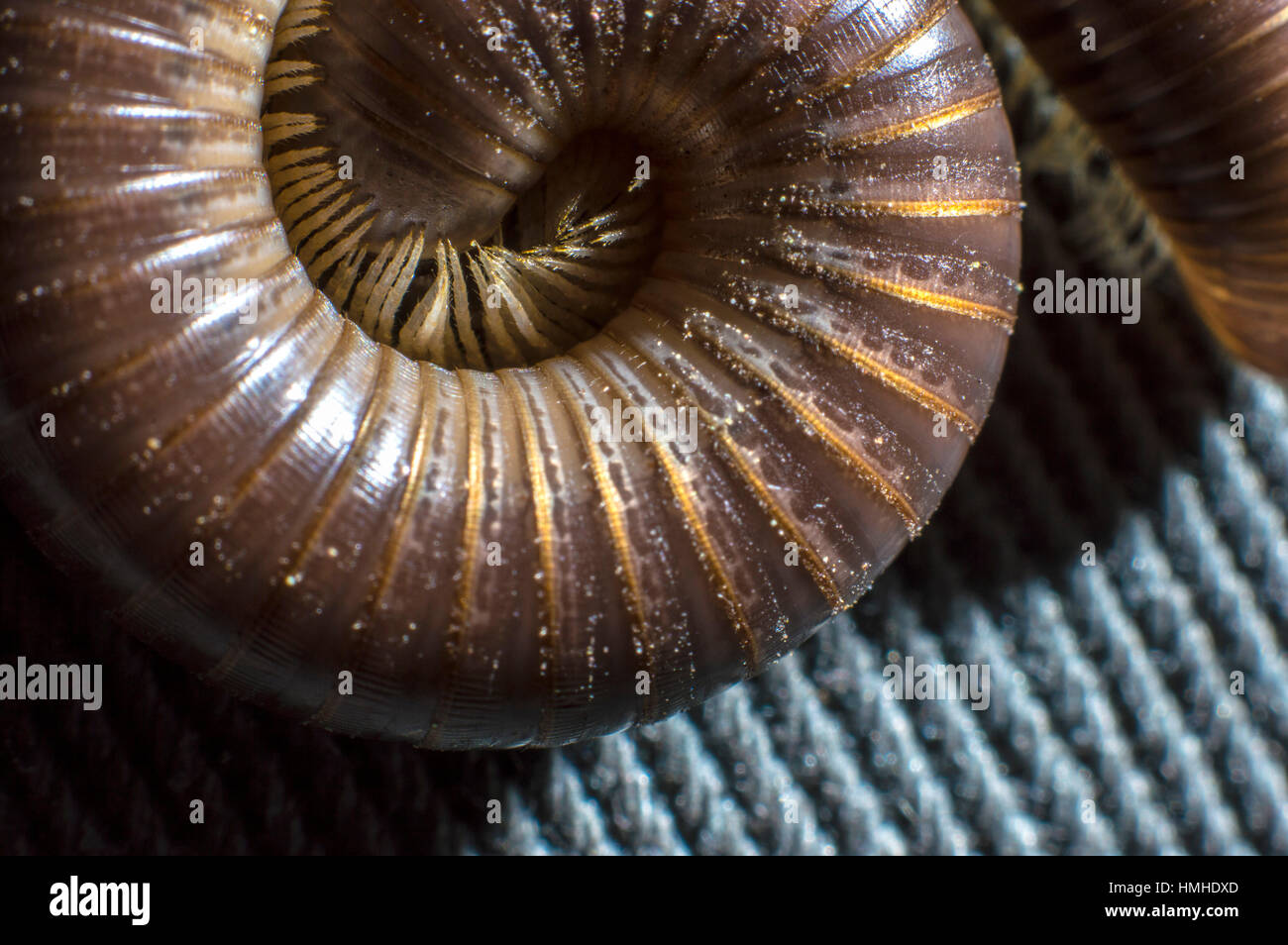 Sleeping millipede hi-res stock photography and images - Alamy