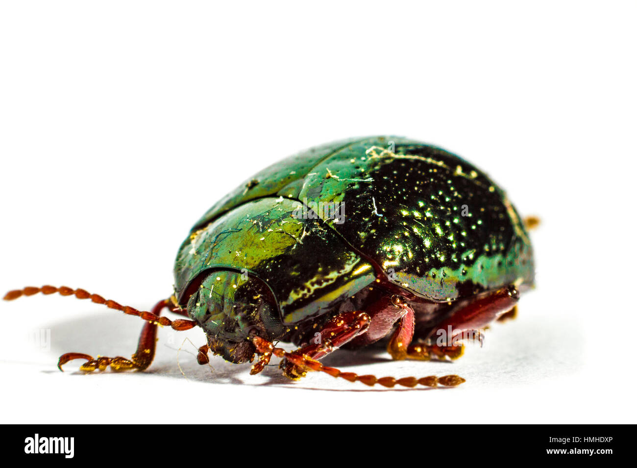 Macro bug insect orange Cut Out Stock Images & Pictures - Alamy