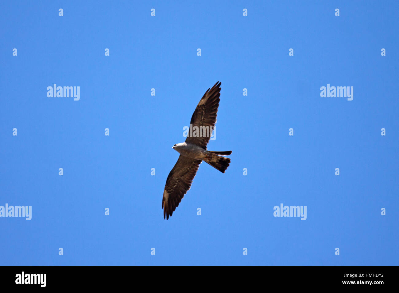 Plumbeous kite soaring in blue sky in Brazil Stock Photo - Alamy