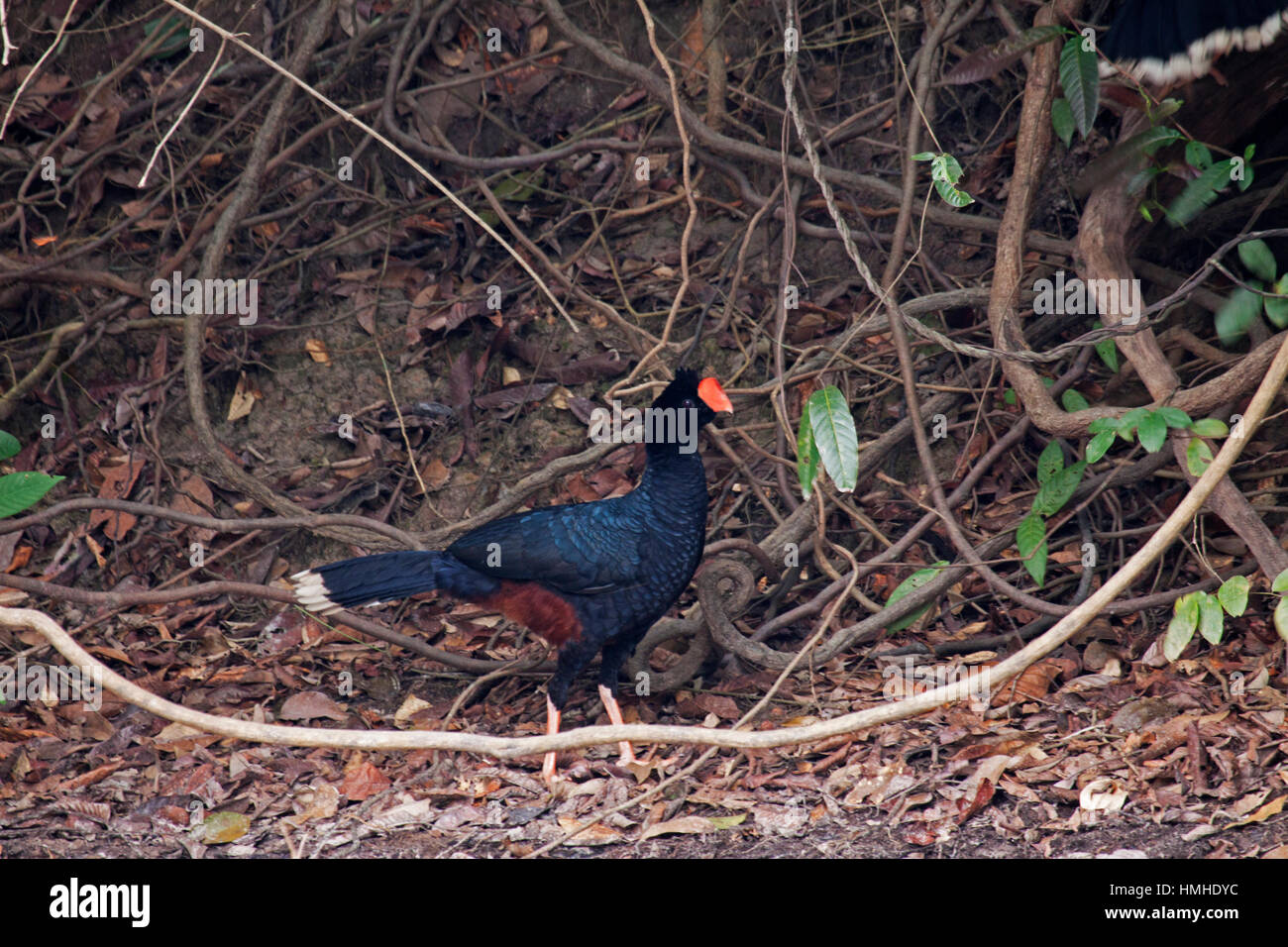 Razor billed curasso foraging along riverbank in Brazil Stock Photo - Alamy