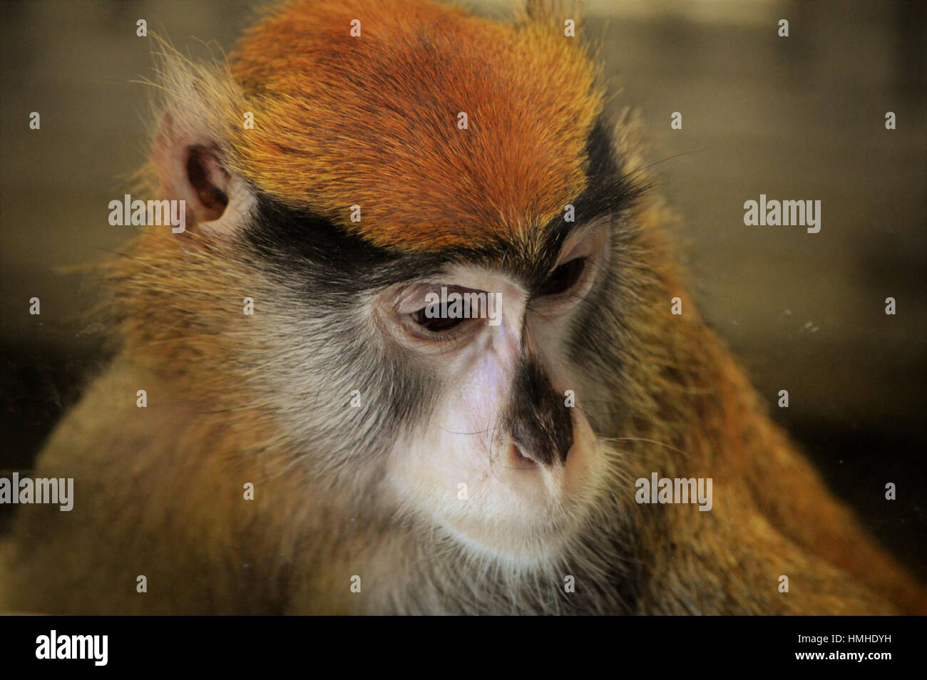 Close up of face of Patas Monkey Stock Photo - Alamy
