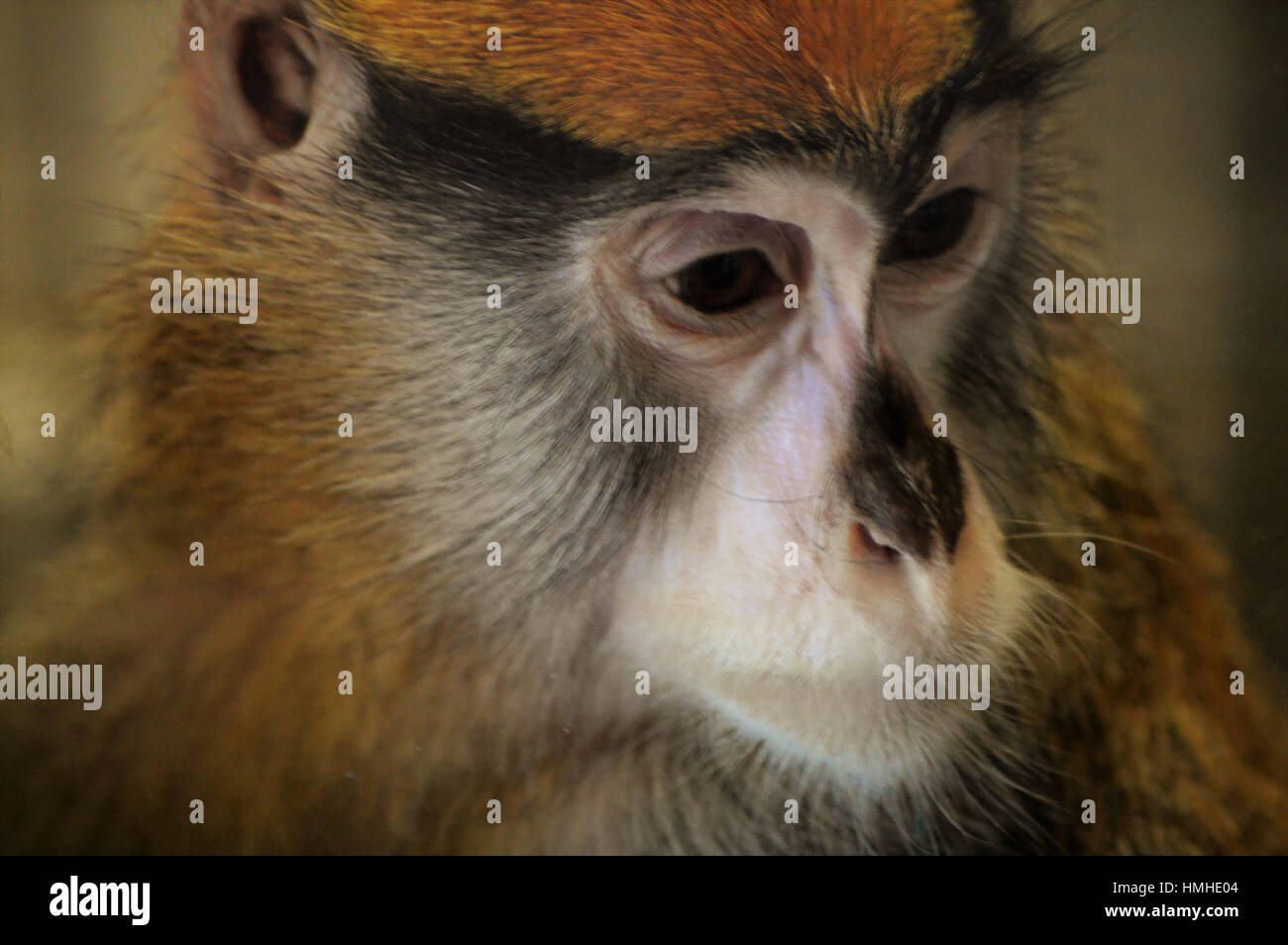 Close up of face of Patas Monkey Stock Photo - Alamy