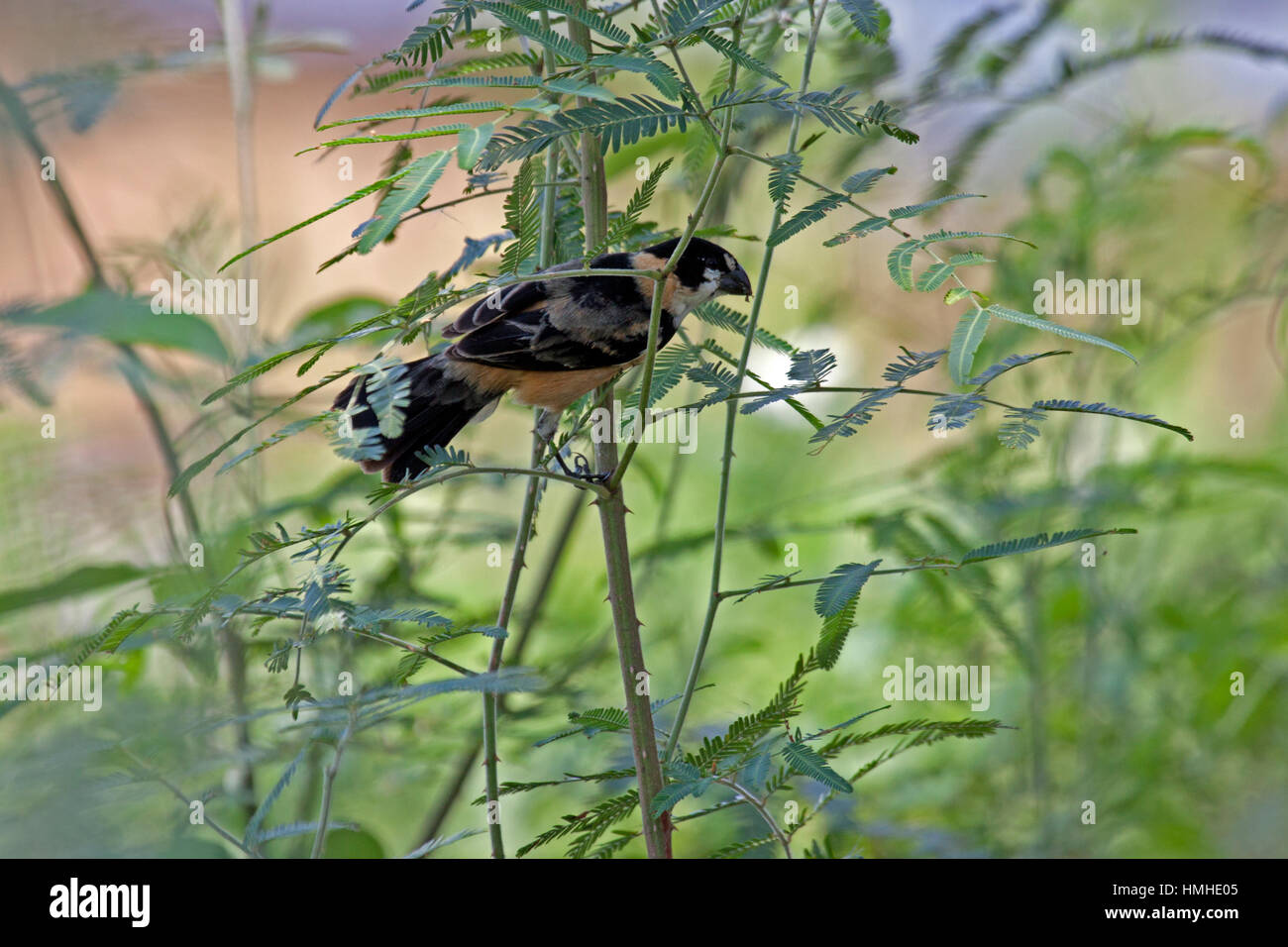 Coleiro do brejo hi-res stock photography and images - Alamy