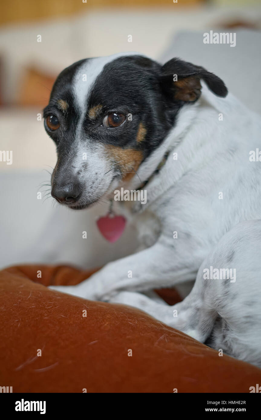 Small Rat Terrier dog Stock Photo - Alamy