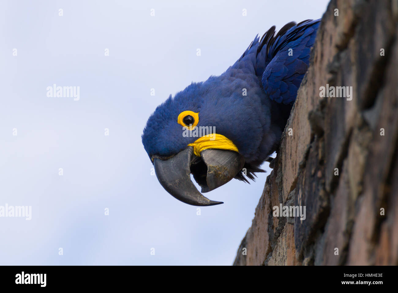 Hyacinth macaw close up from Pantanal, Brazil. Brazilian wildlife ...