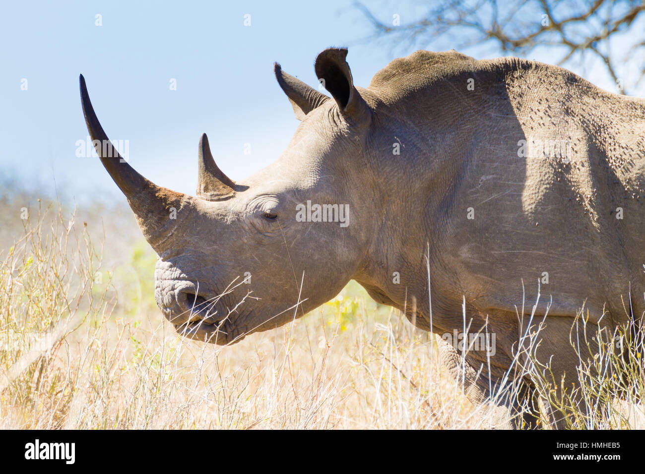 African wildlife safari rhinoceros hi-res stock photography and images ...