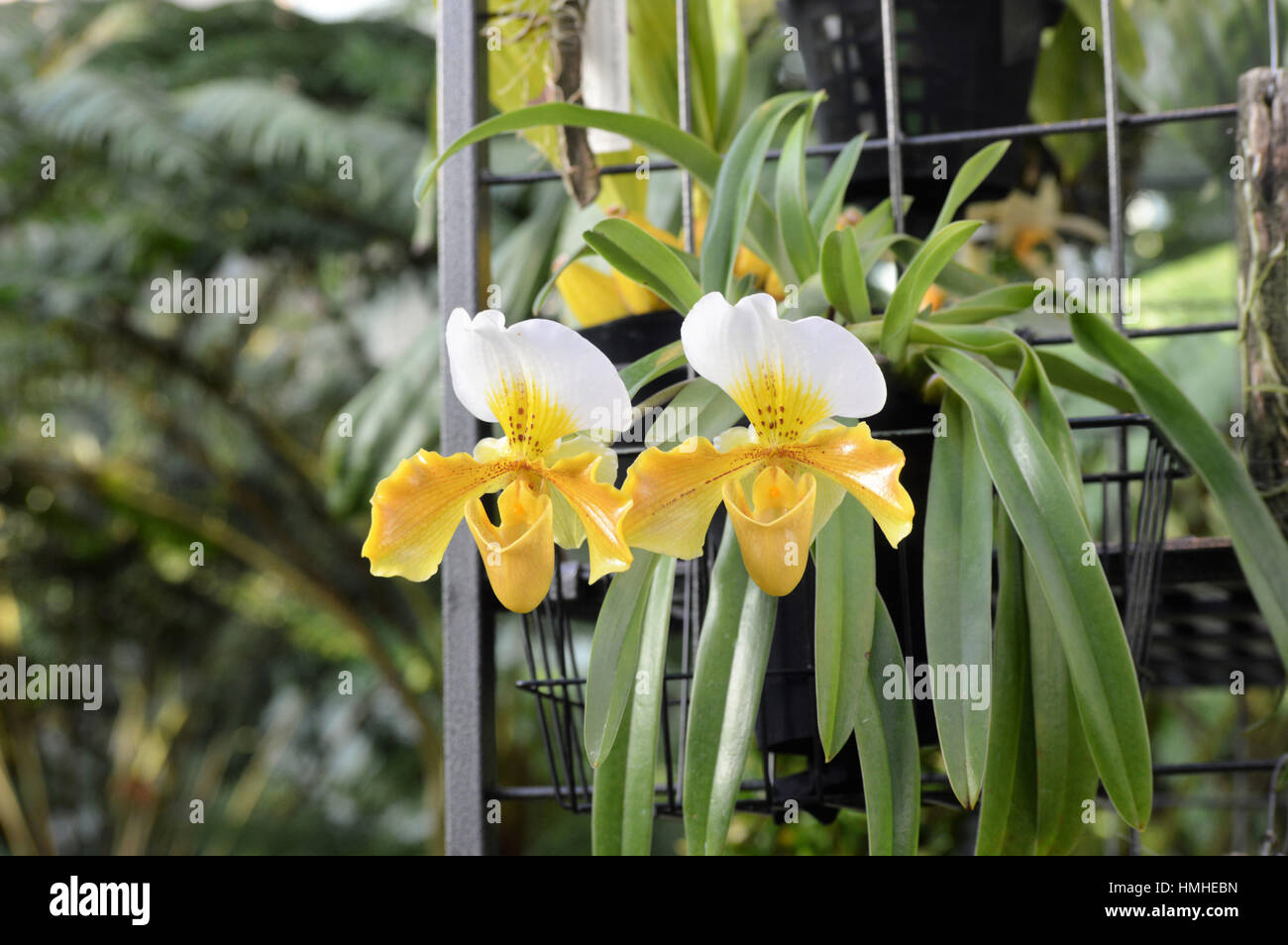 A yellow orchid blooming in the garden Stock Photo - Alamy