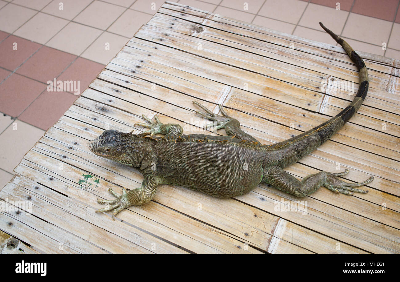 Gecko on table, Kuala Lumpur, Malaysia Stock Photo - Alamy