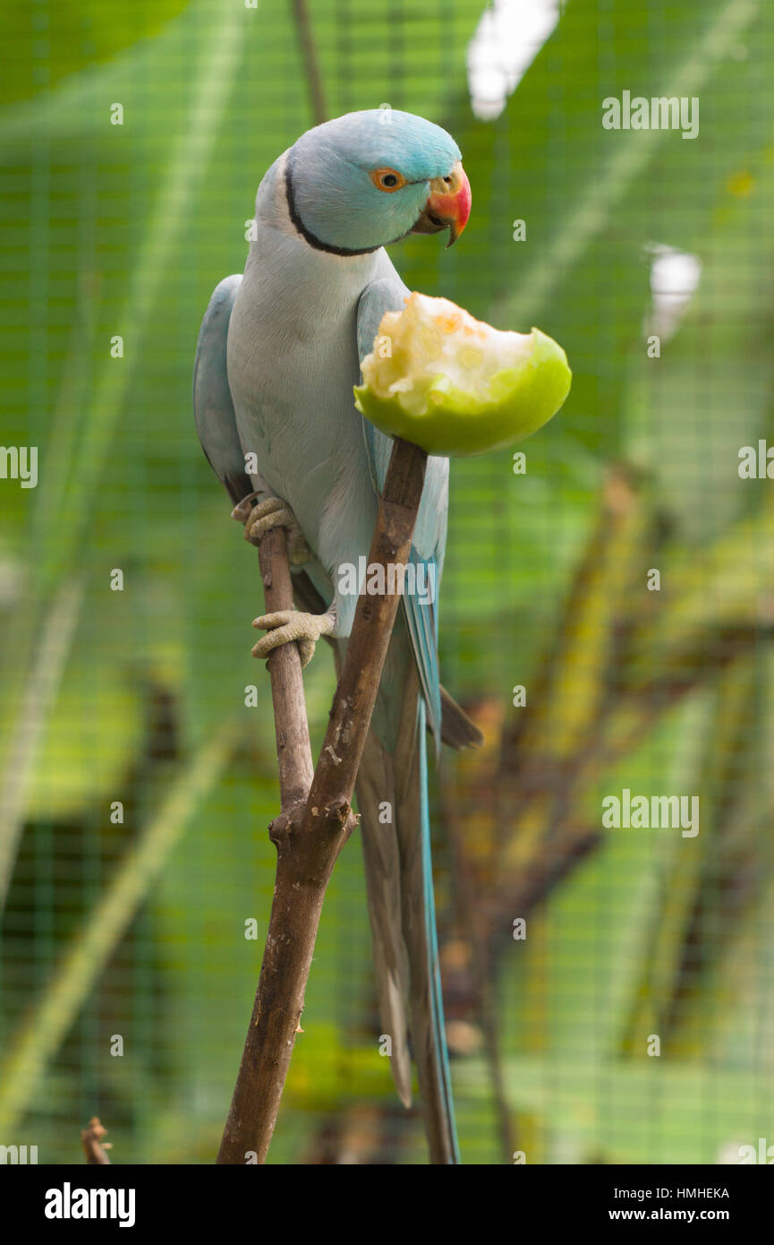 Parrot eating apple hi-res stock photography and images - Alamy