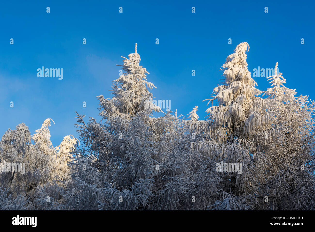 Frosted tree branches in the winter landscape Stock Photo - Alamy