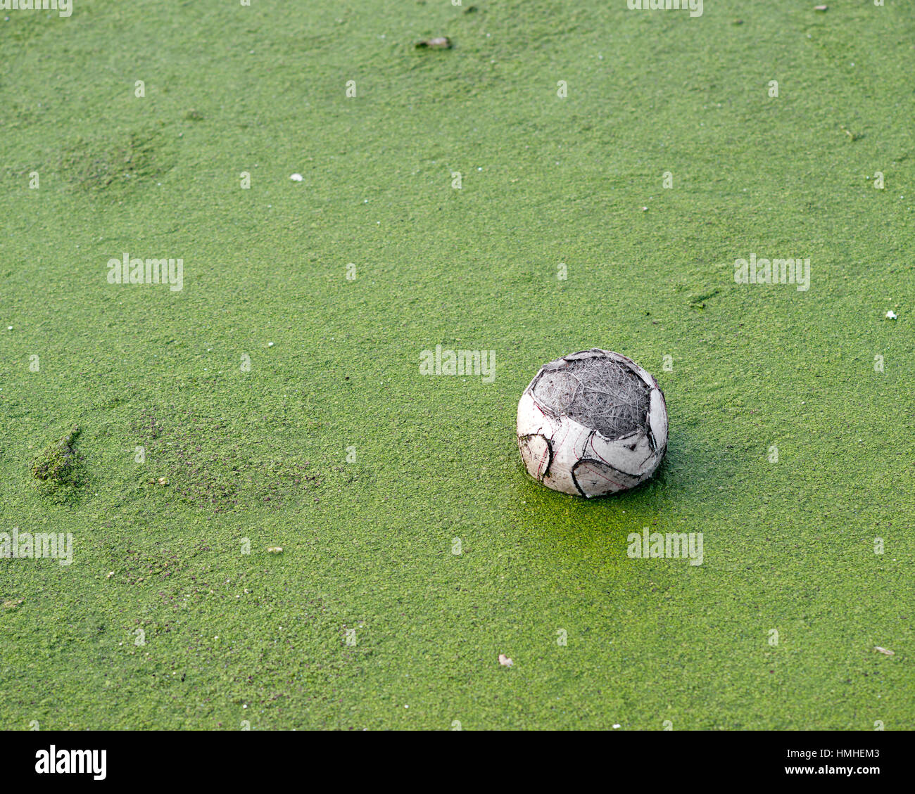 Slime algae hi-res stock photography and images - Alamy