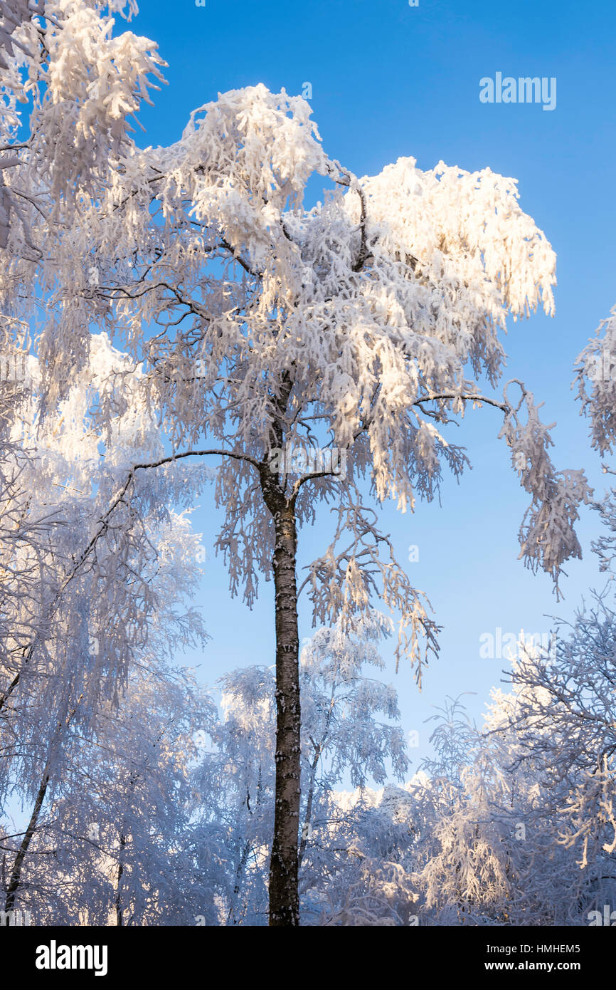 Frosted tree branches in the winter landscape Stock Photo - Alamy