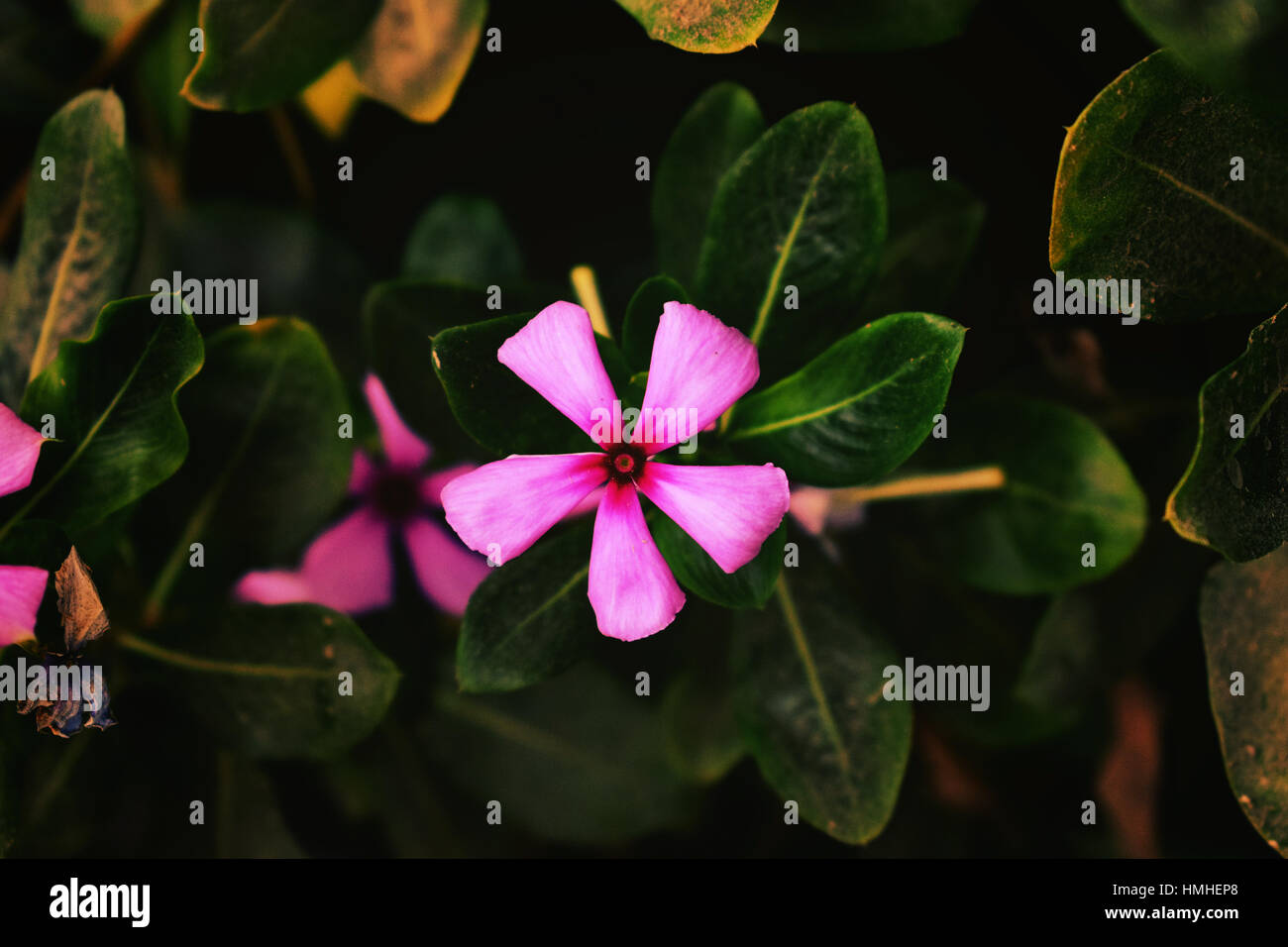 Shot under the evening sun. the beauty of a flower in full bloom Stock ...