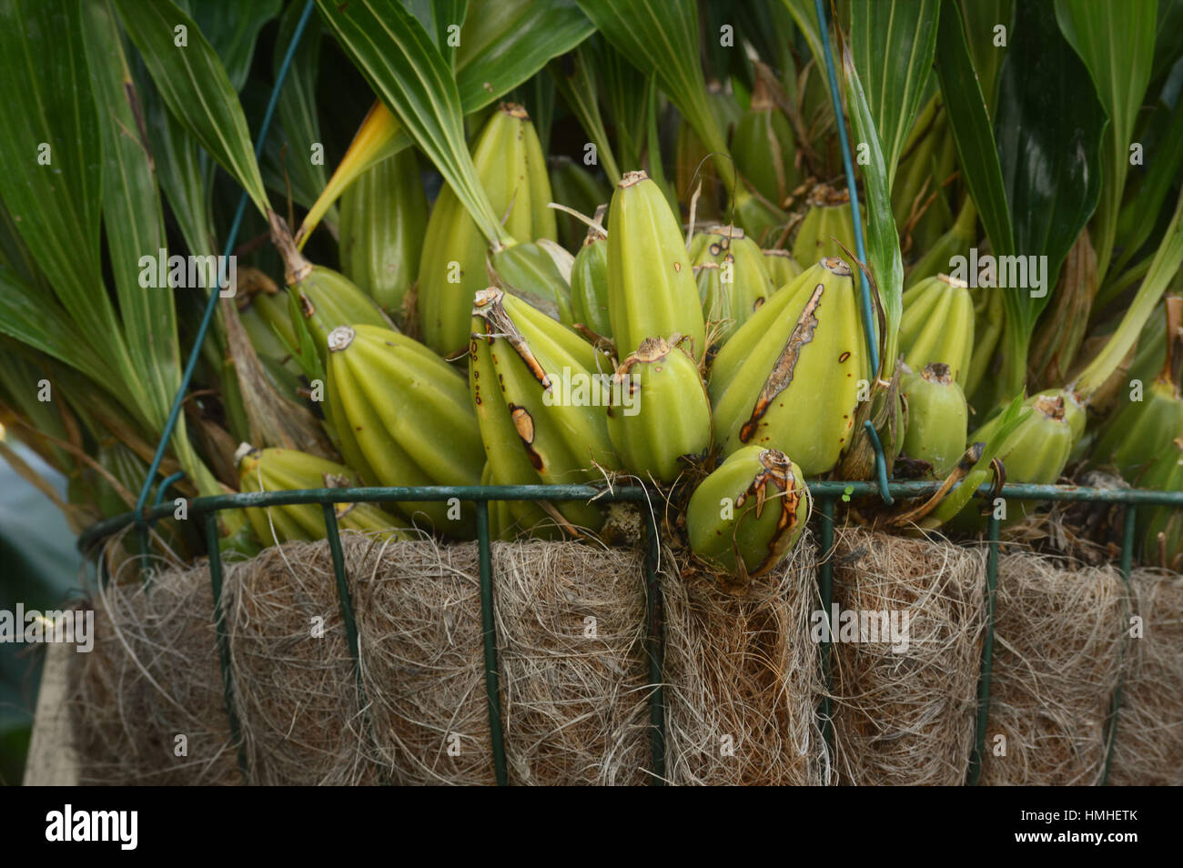 Plantain skin hi-res stock photography and images - Alamy