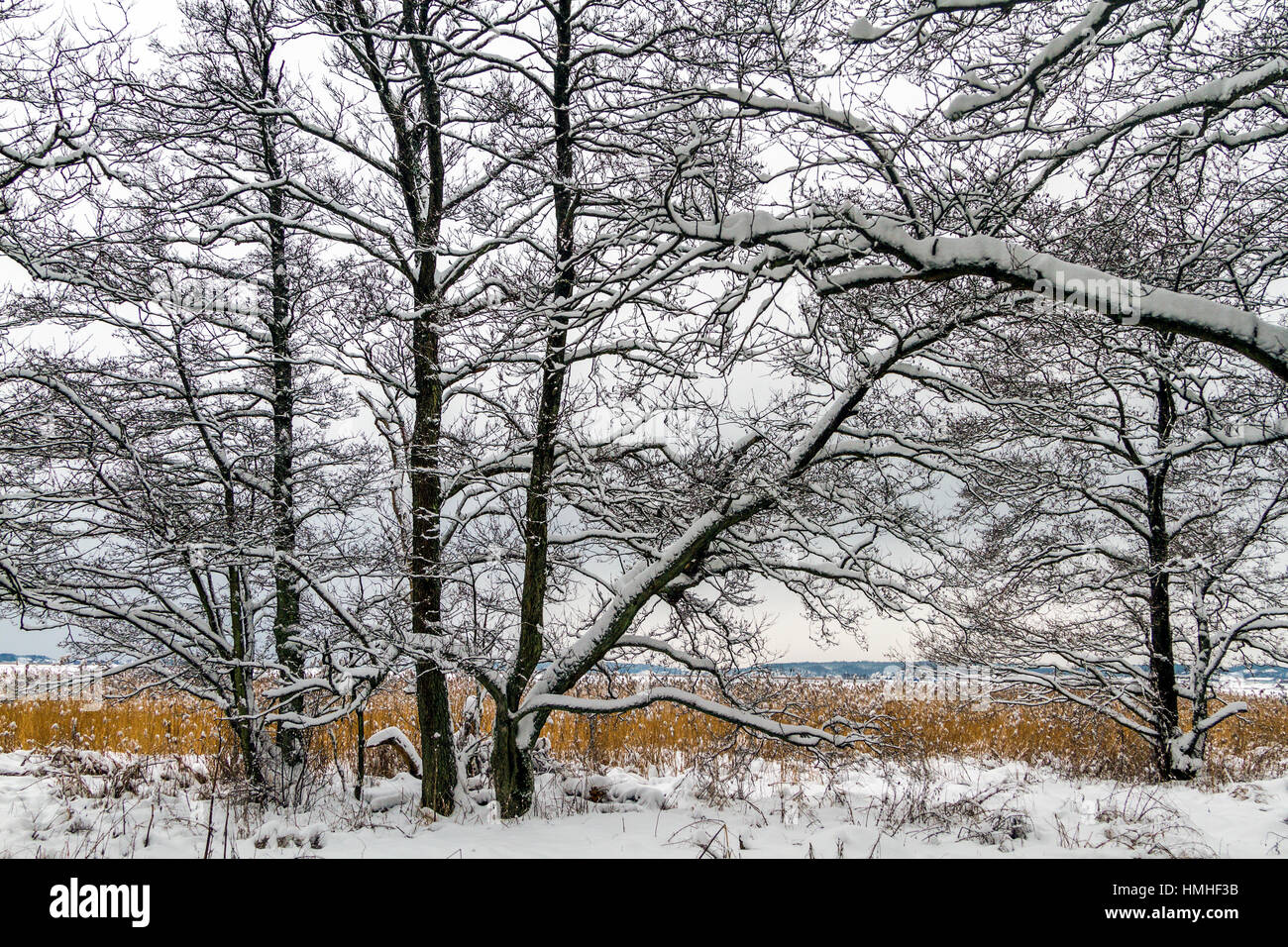 Winter landscape with snow, alder trees and common reed in Norway ...