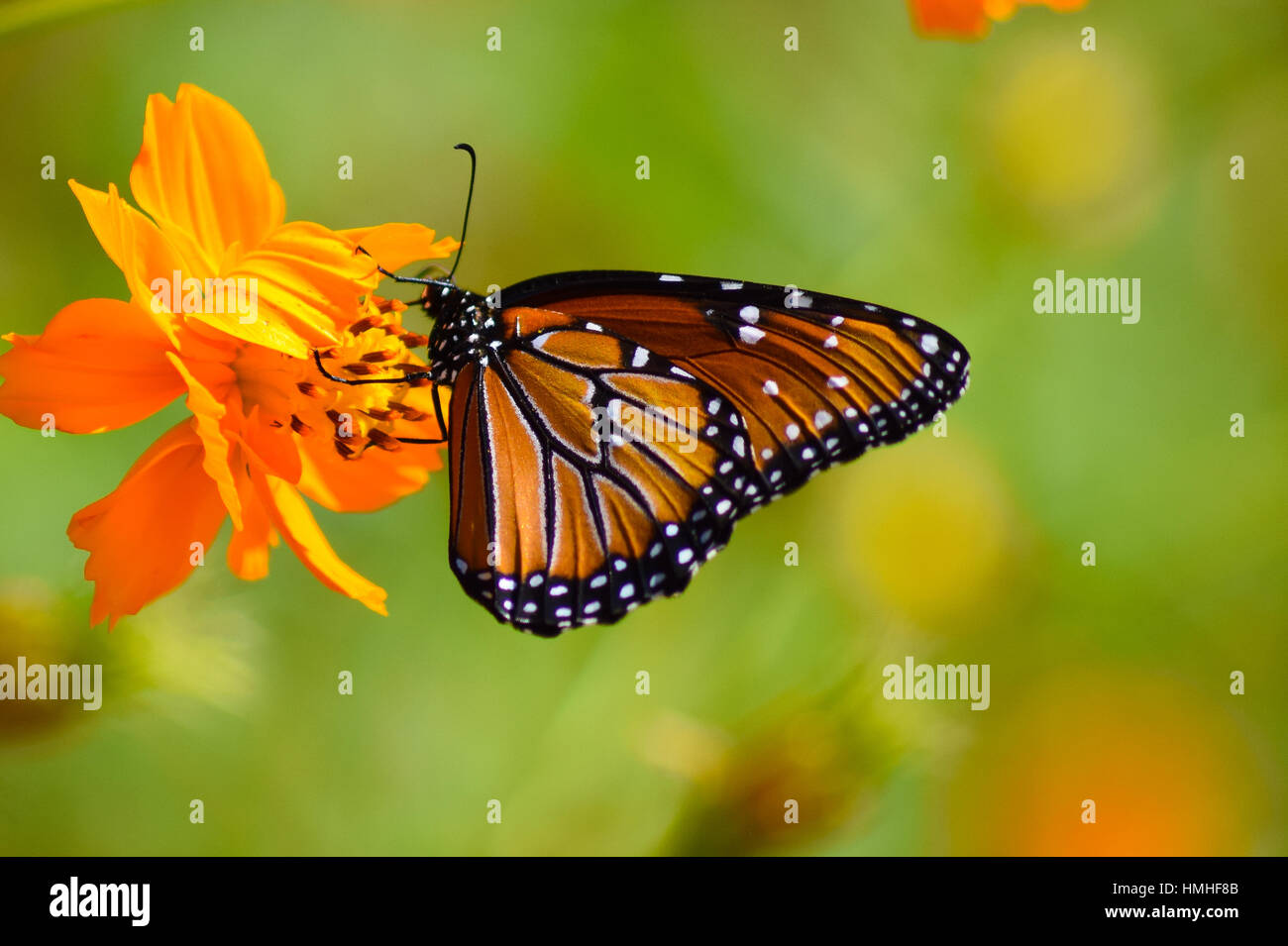Pretty orange hi-res stock photography and images - Alamy