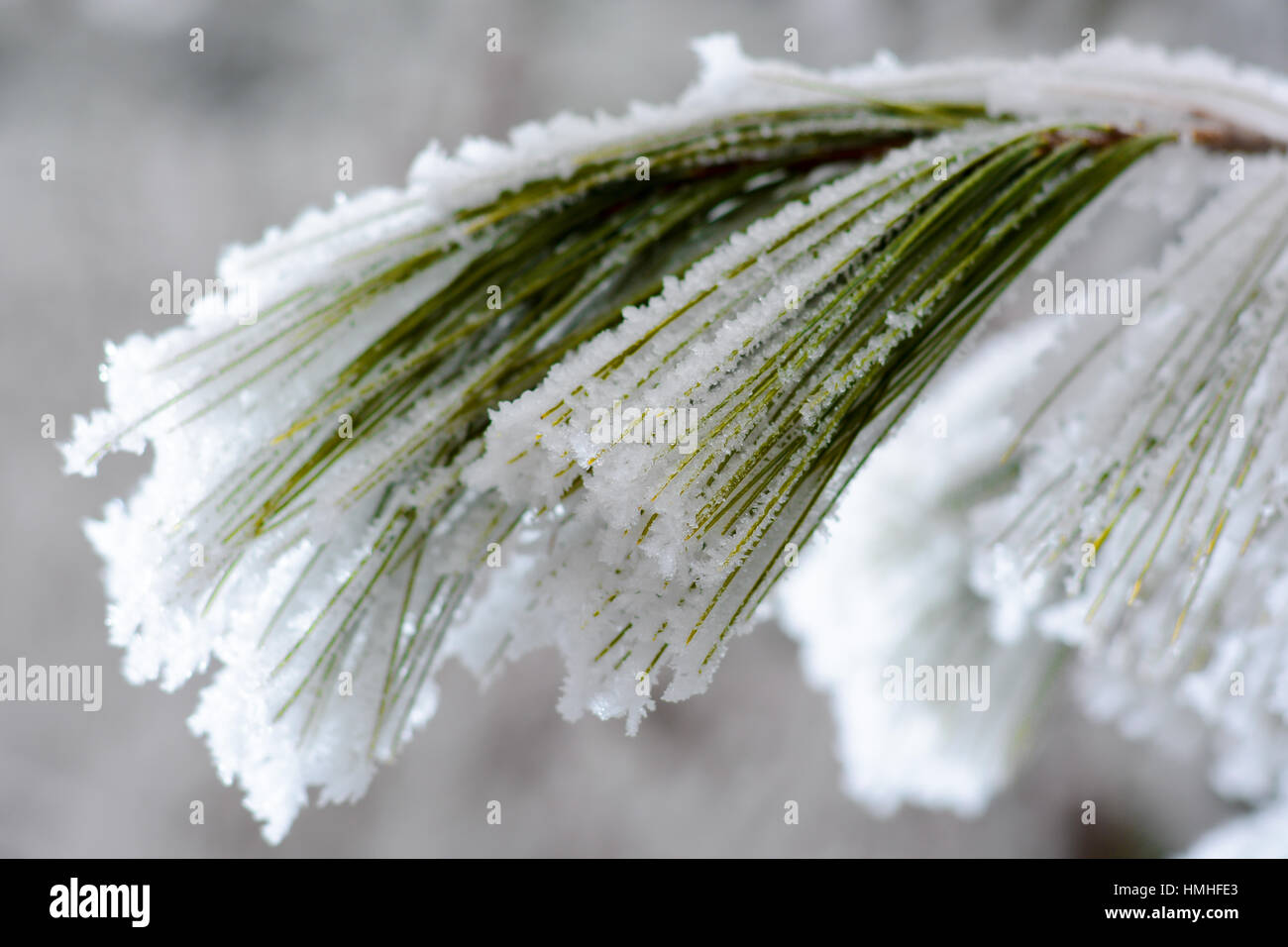 Snow Covered Pine Tree Branches Close Up Branches of pine tree with ...