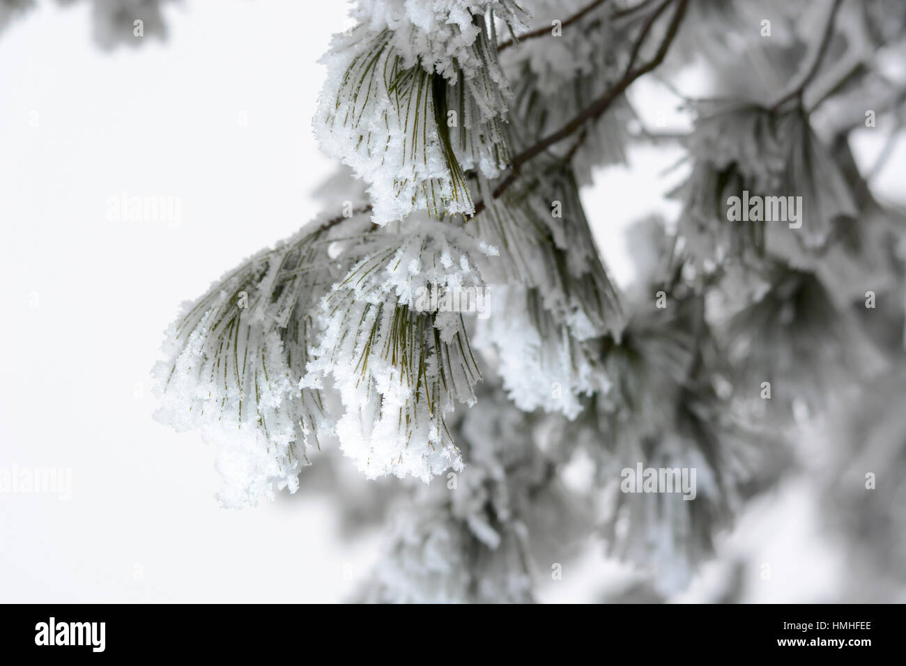Snow Covered Pine Tree Branches Close Up Branches of pine tree with ...