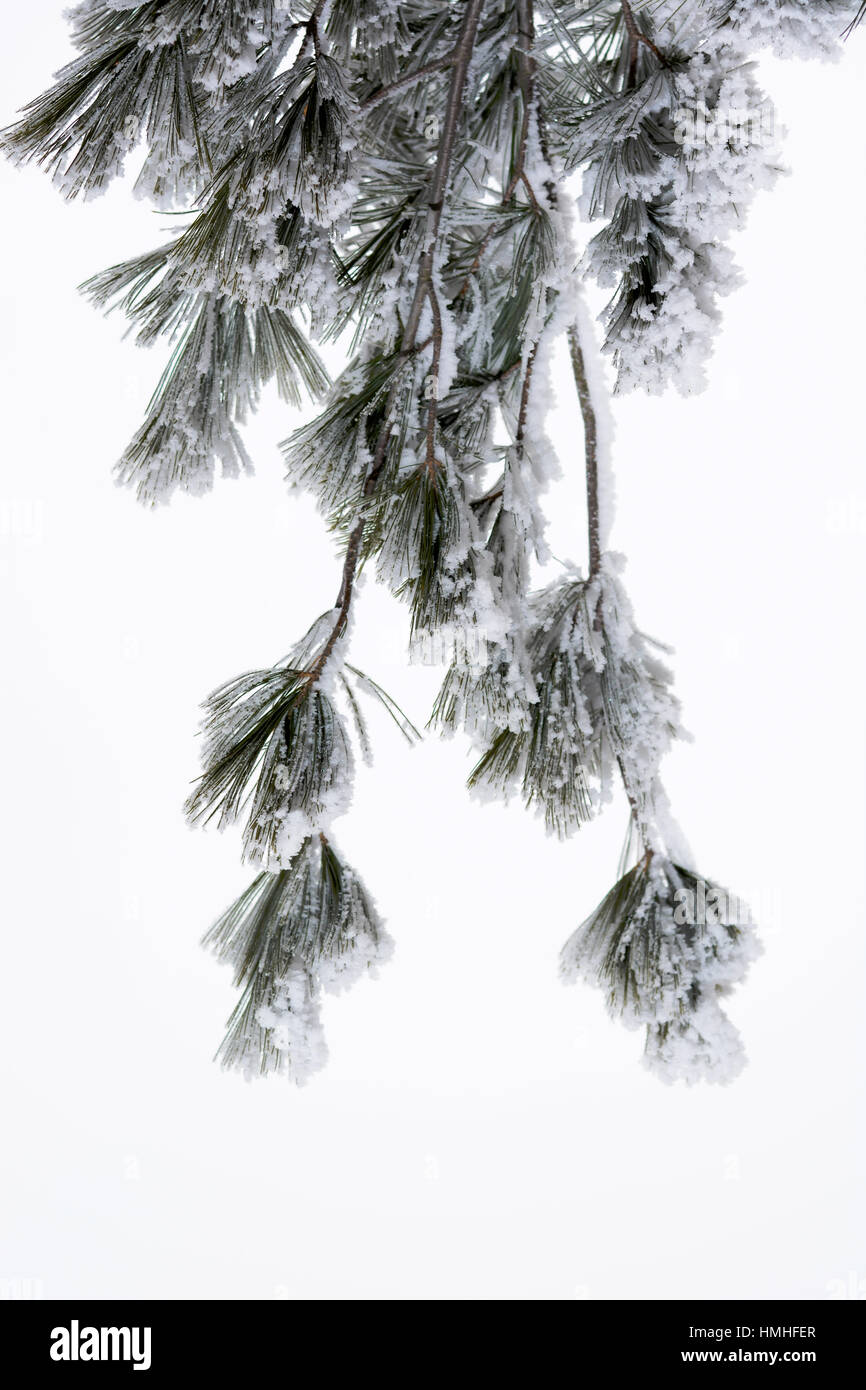 Snow Covered Pine Tree Branches Close Up Branches of pine tree with ...
