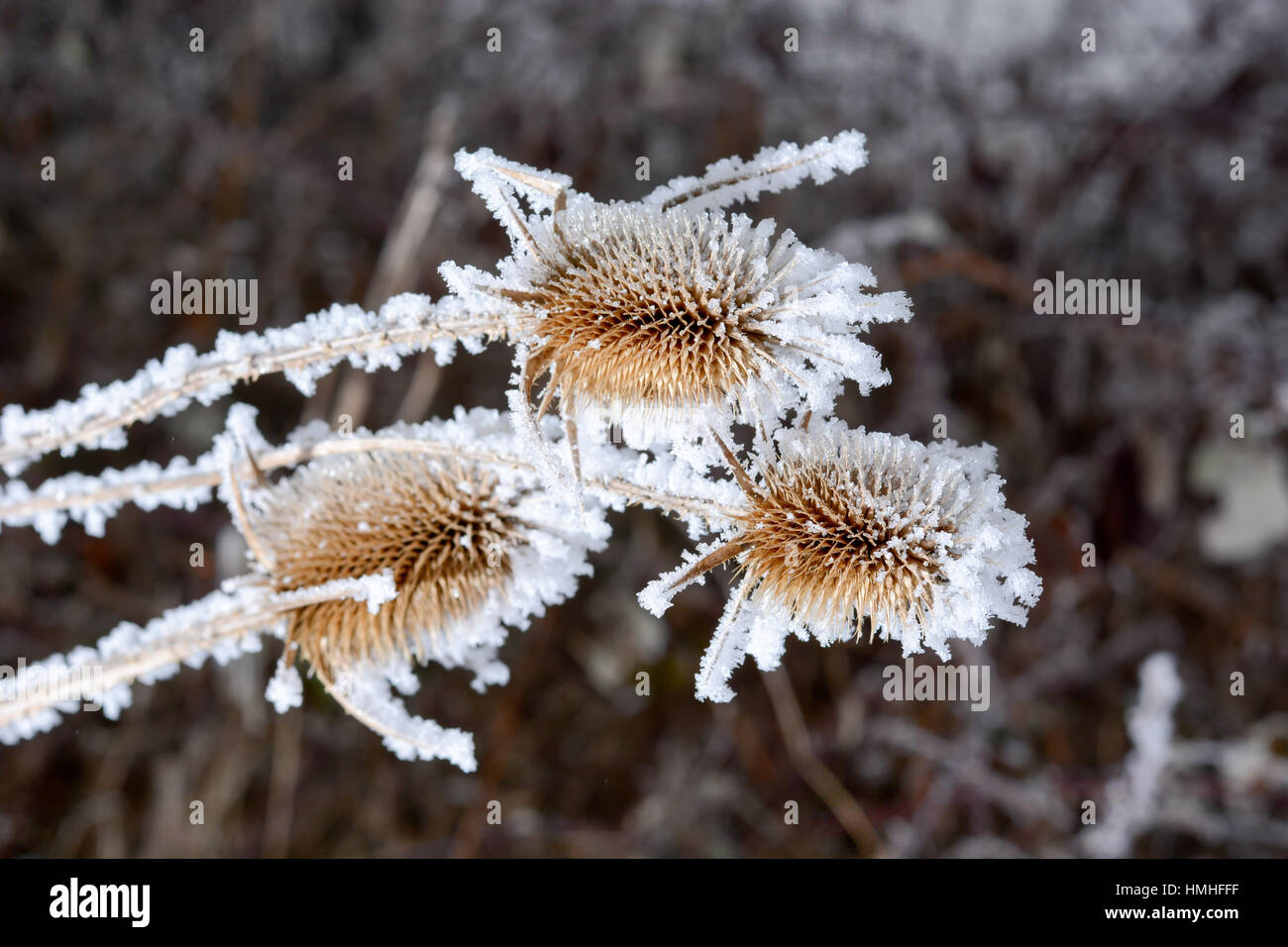 Winter plants, dried flowers with layers of snow. Bur in the frost. A ...