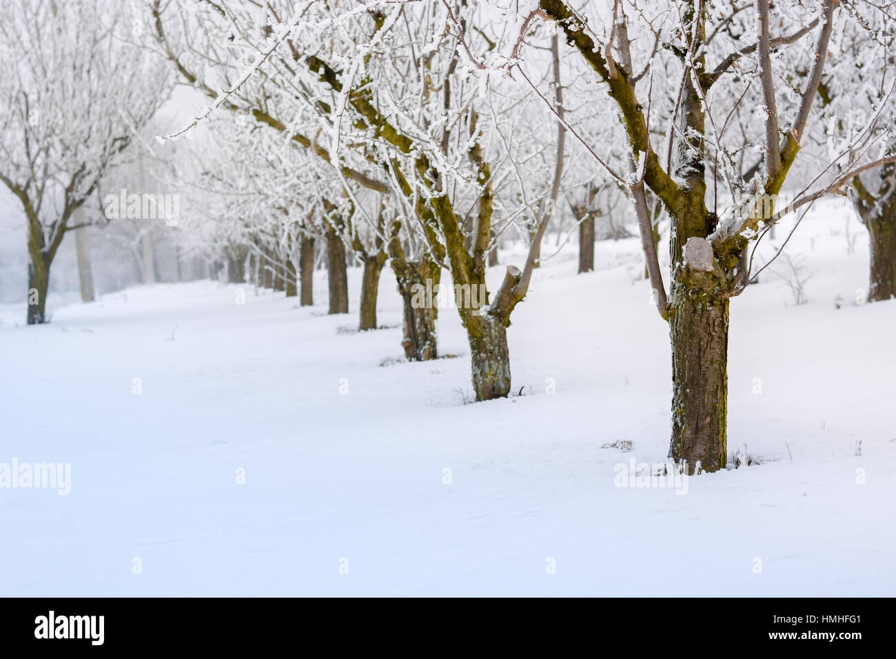 Peach orchard covered with snow in winter,shallow dof Stock Photo - Alamy
