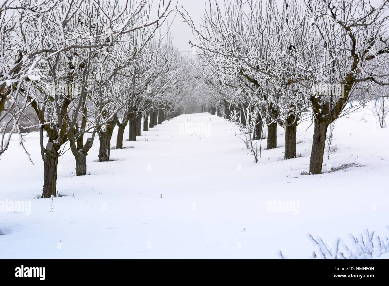 Peach orchard covered with snow in winter,shallow dof Stock Photo - Alamy