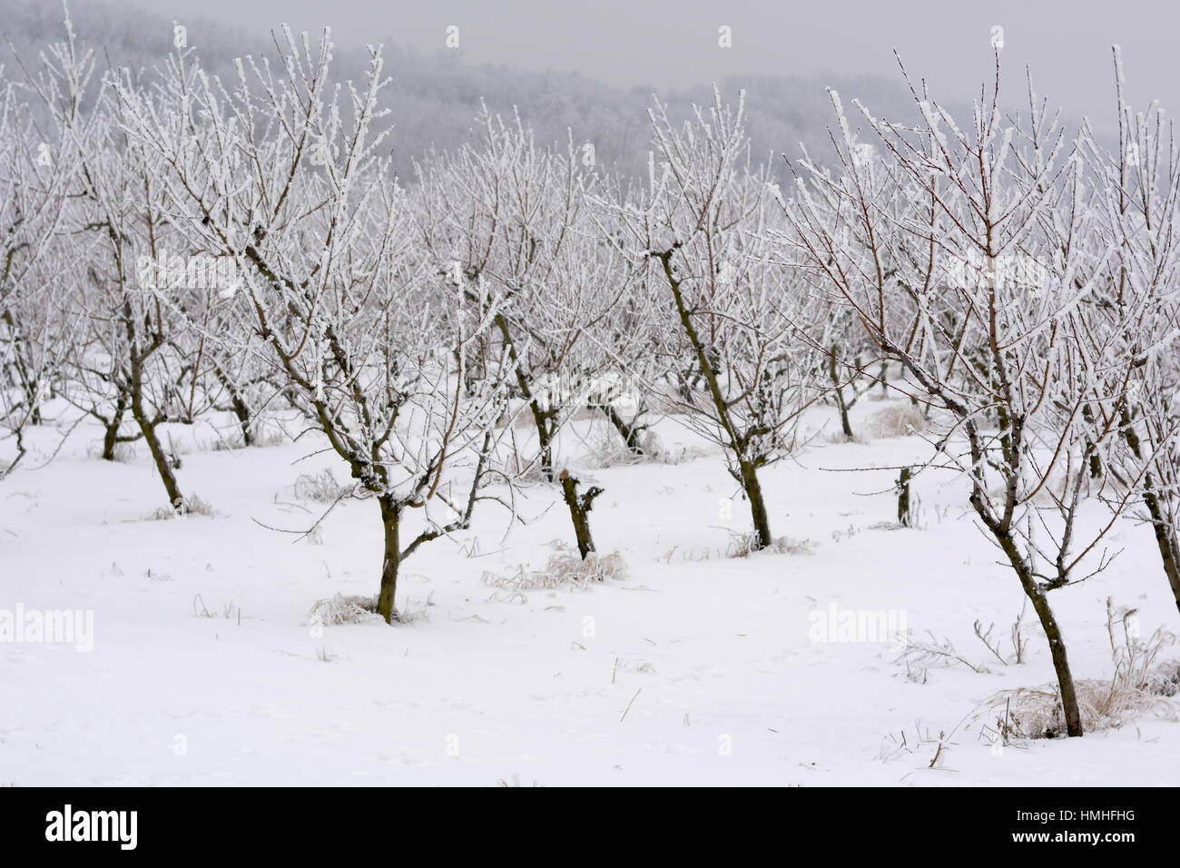 Peach orchard covered with snow in winter,shallow dof Stock Photo - Alamy