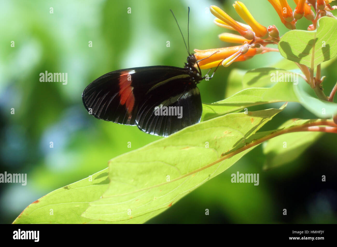 Red postman mimic butterfly hi-res stock photography and images - Alamy