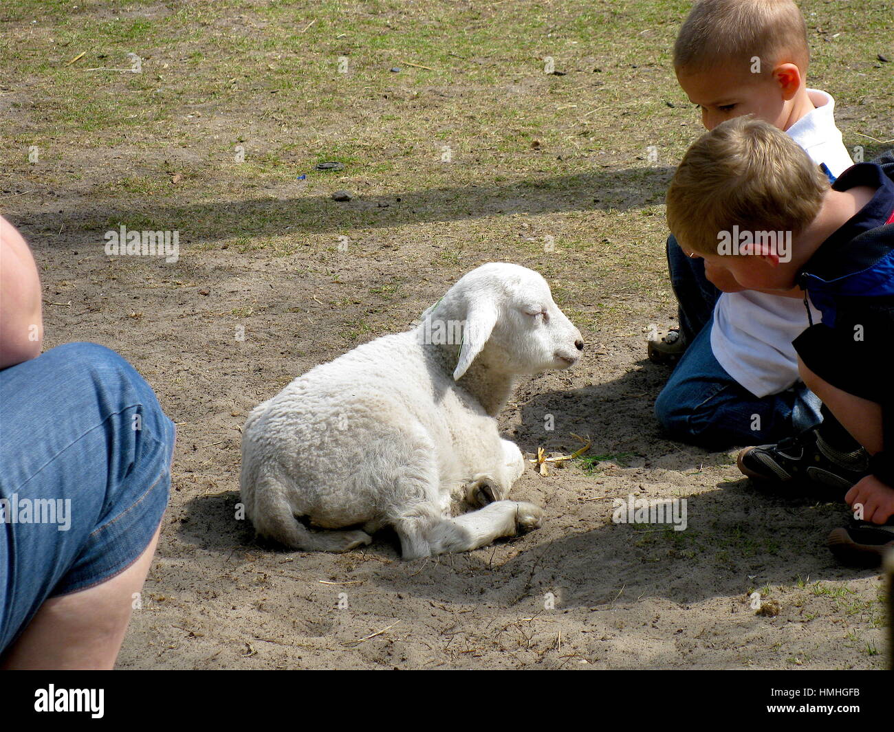 Young boys observing a baby sheep sleeping on the floor Stock Photo - Alamy