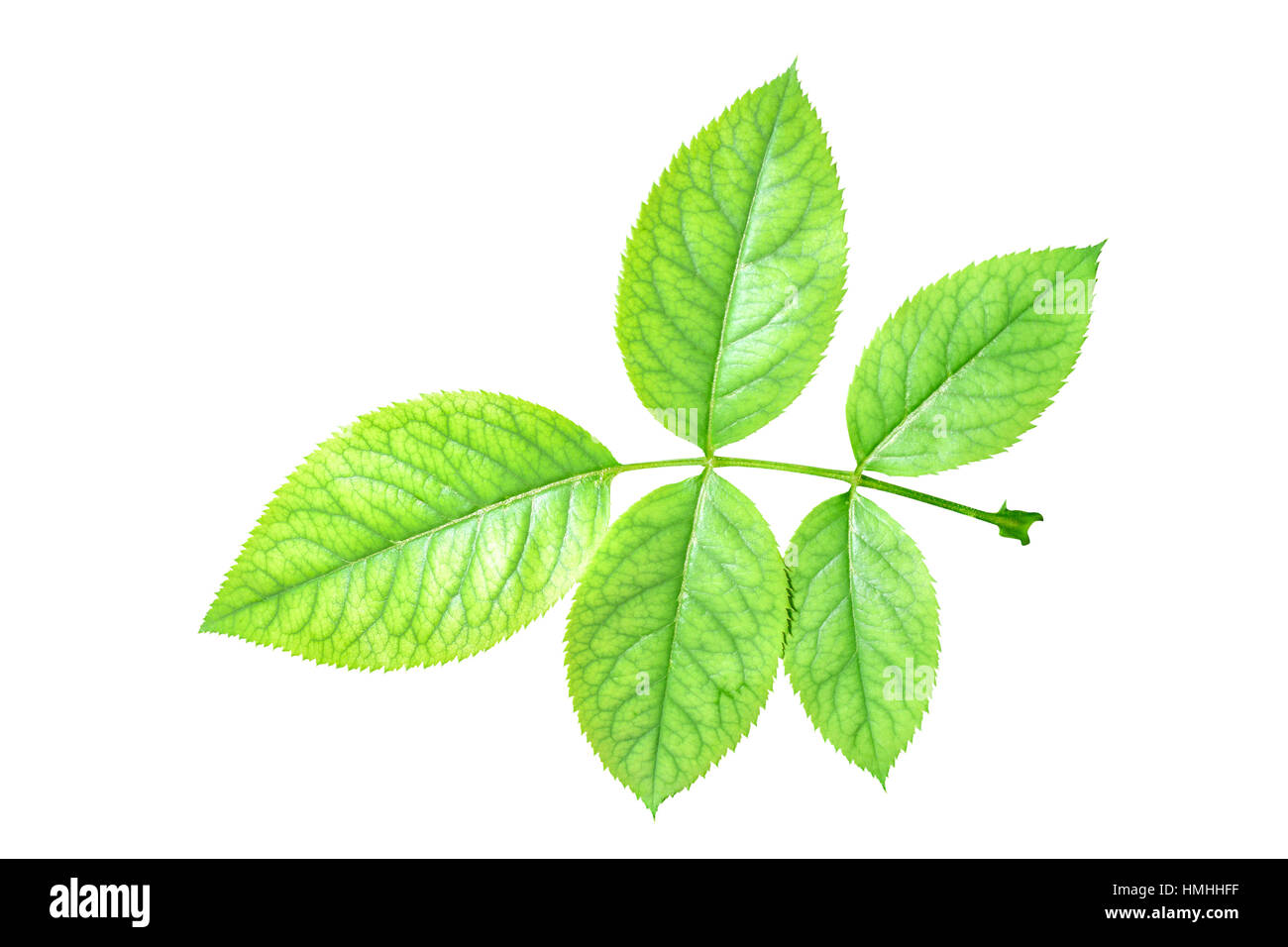 Green rose leaves isolated on white with clipping path Stock Photo - Alamy