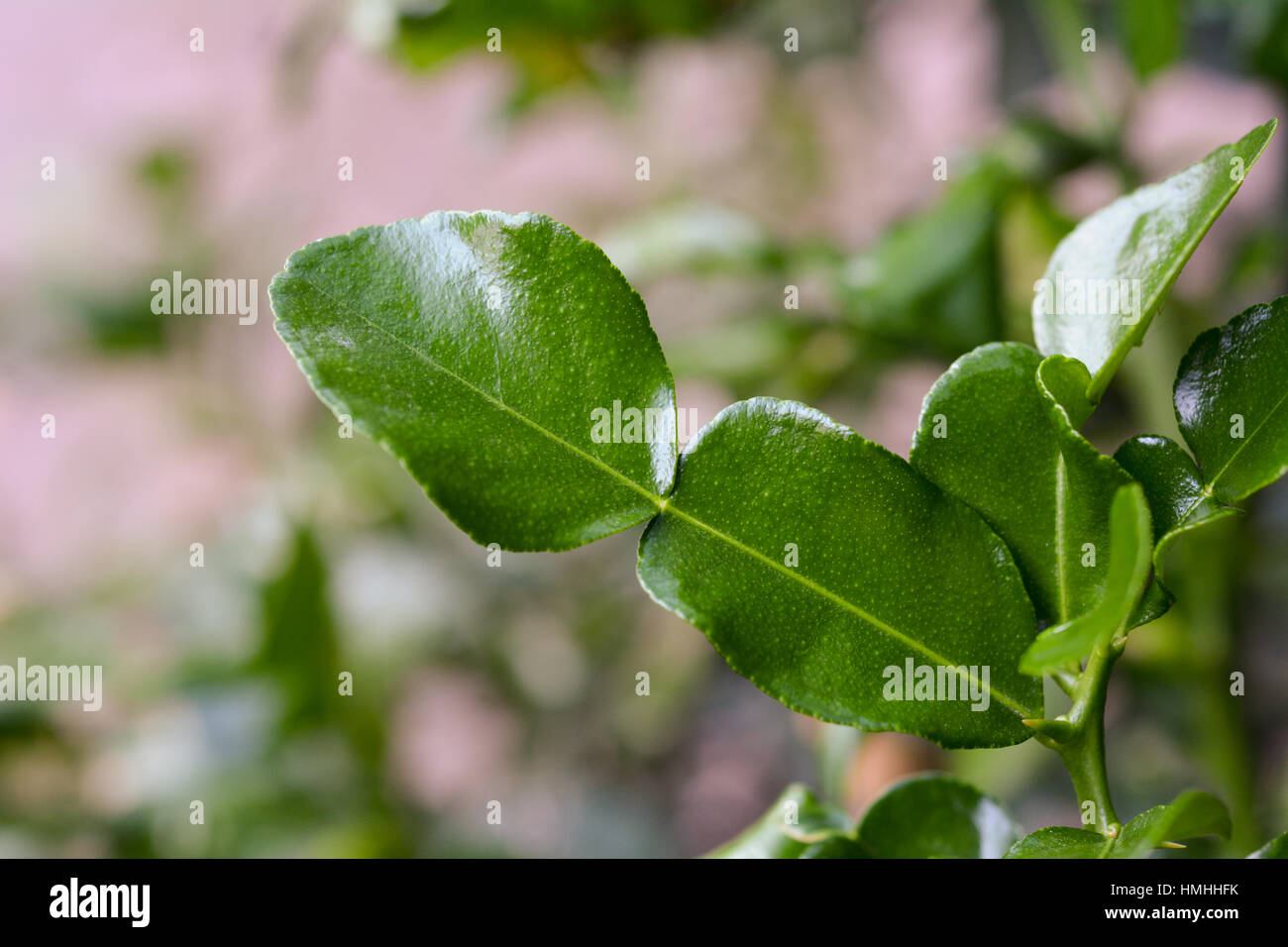 closeup of kaffir lime leaves on tree Stock Photo - Alamy