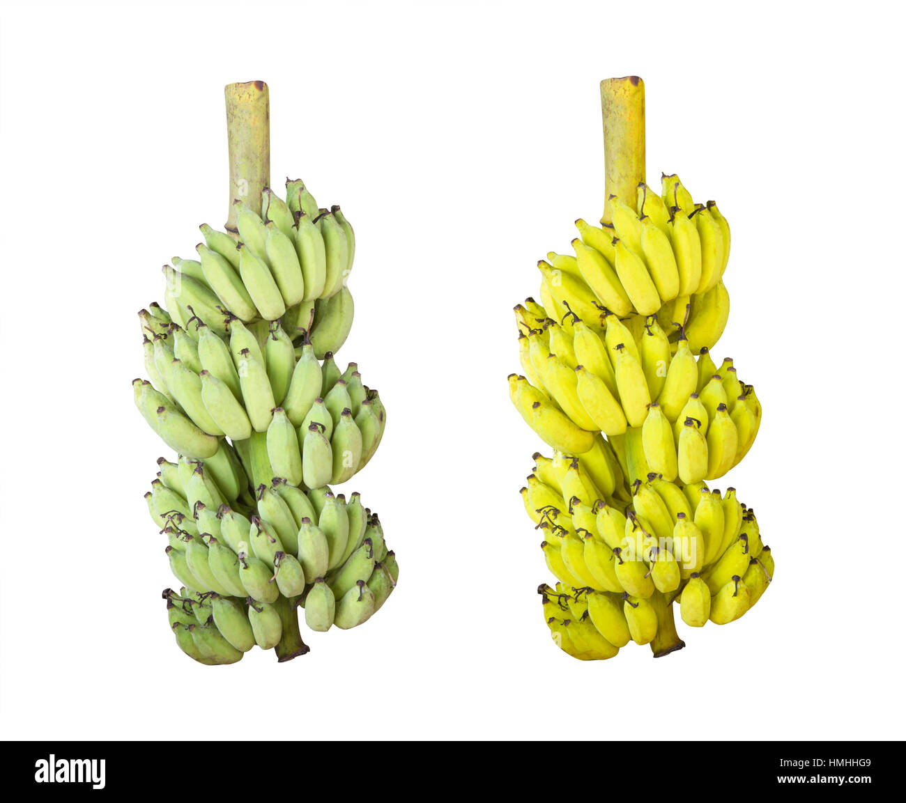 Bunch of fresh and ripe Cultivated banana isolated on white background ...