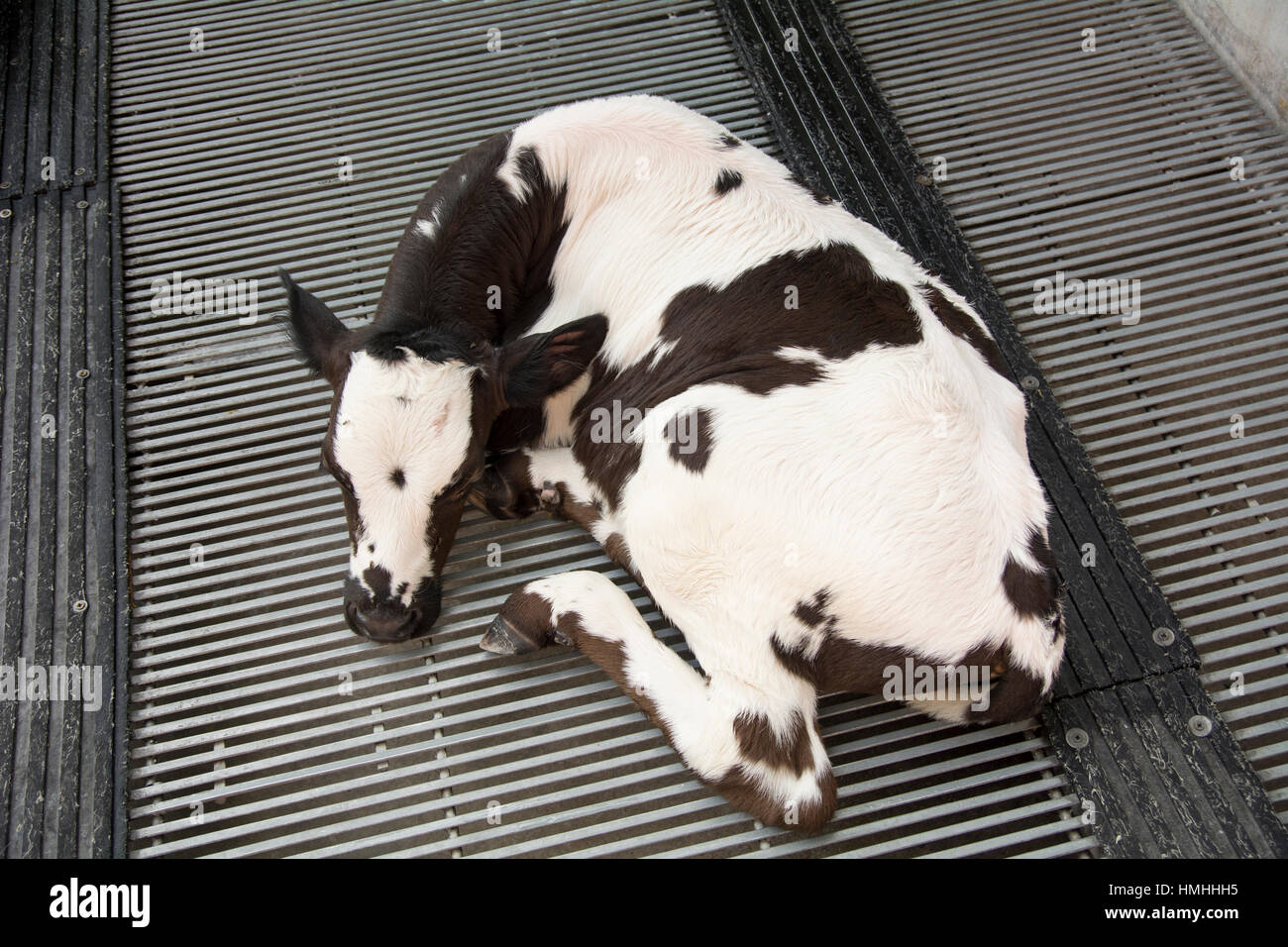 calf sleeping in farm, young milk cow Stock Photo - Alamy