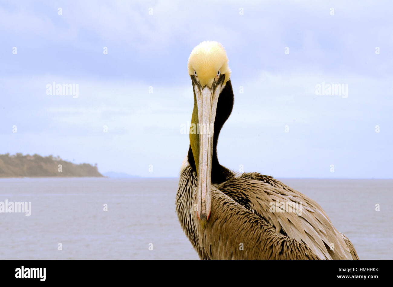 Perlican hi-res stock photography and images - Alamy
