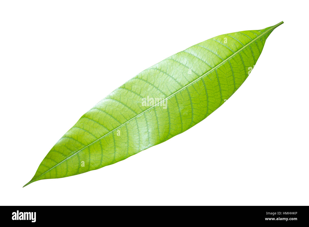 Mango with leaf hi-res stock photography and images - Alamy