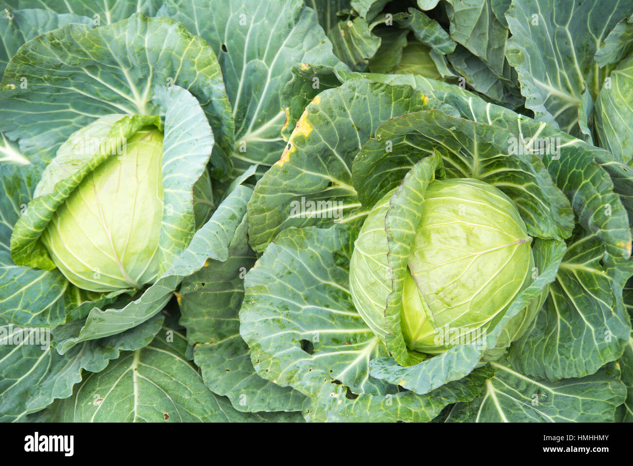 Big cabbage hi-res stock photography and images - Alamy