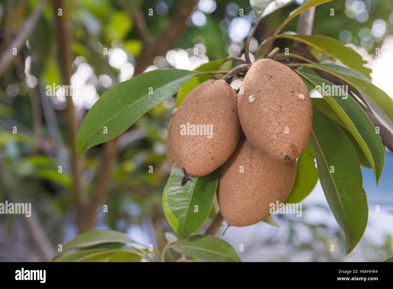 Closeup of young sapodilla fruit on tree Stock Photo - Alamy