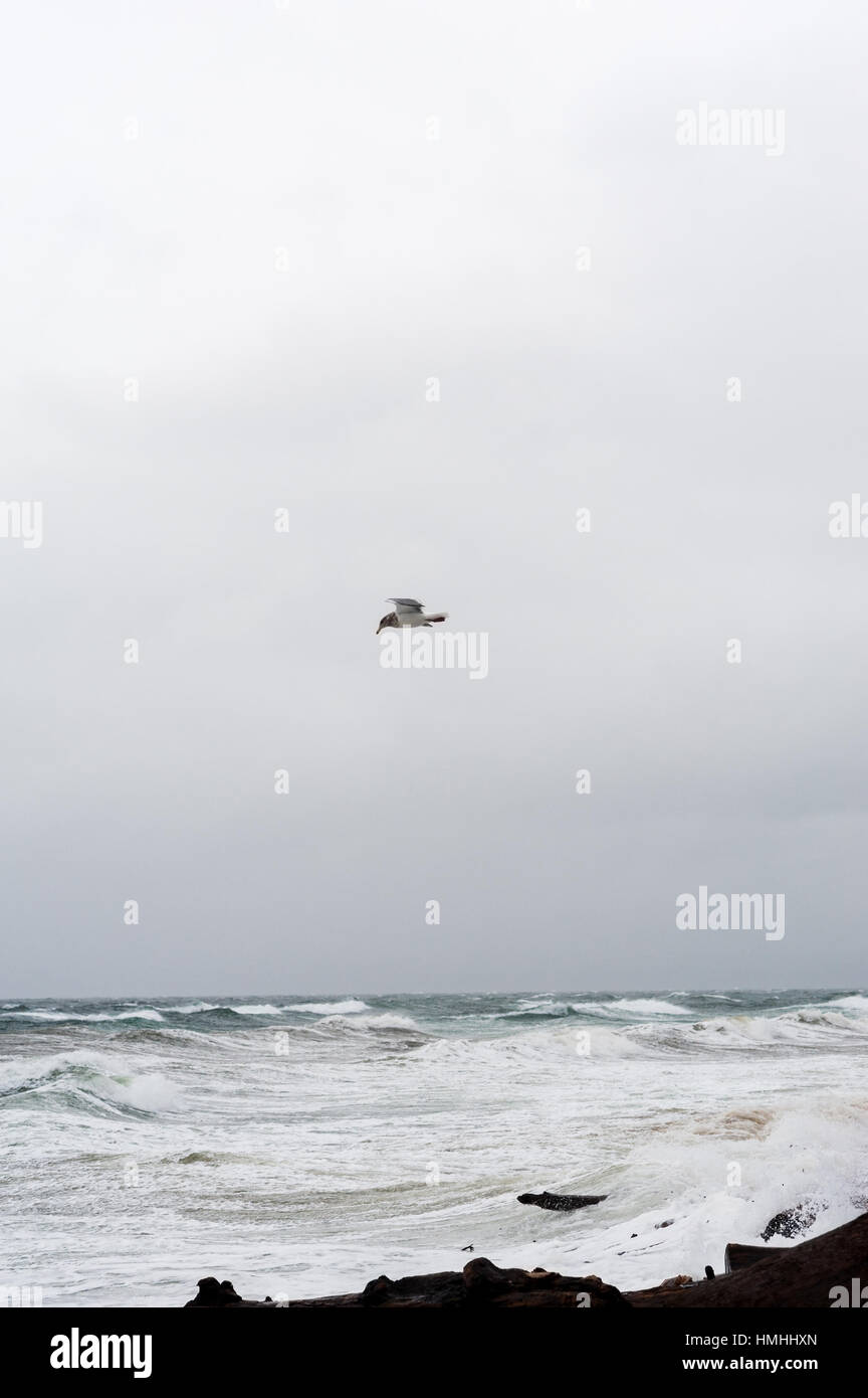 Seagulls flying over ocean waves during a storm at Point Holmes, Comox ...