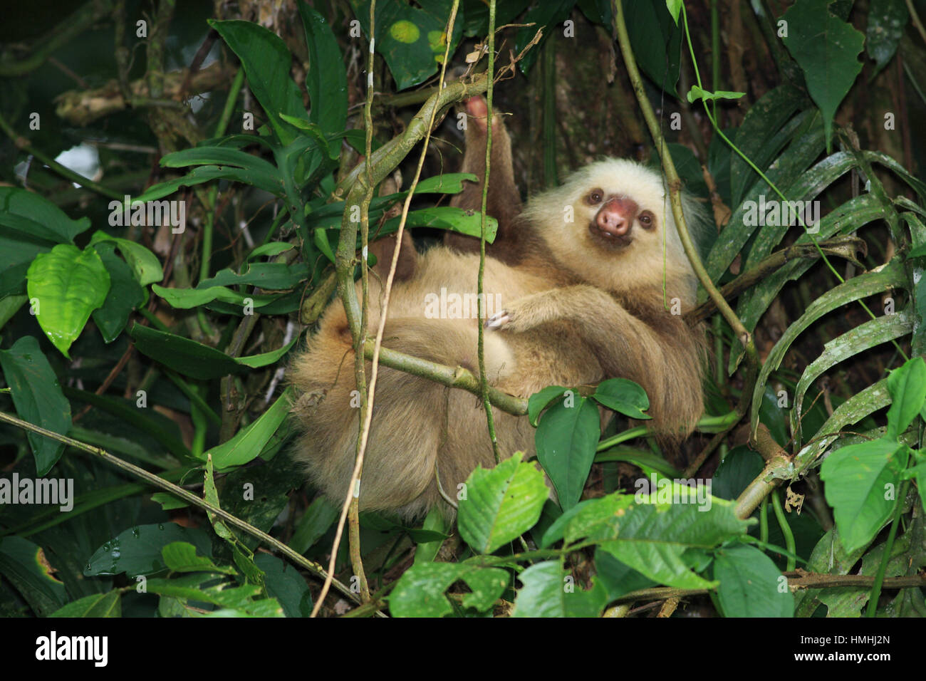 Hoffman’s Two-toed Sloth (Choloepus hoffmanni) in rainforest, La Selva ...