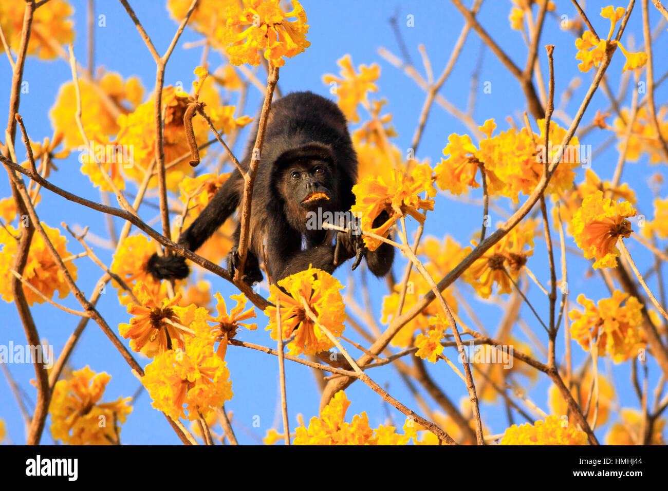 Howler Monkey Eating Flower