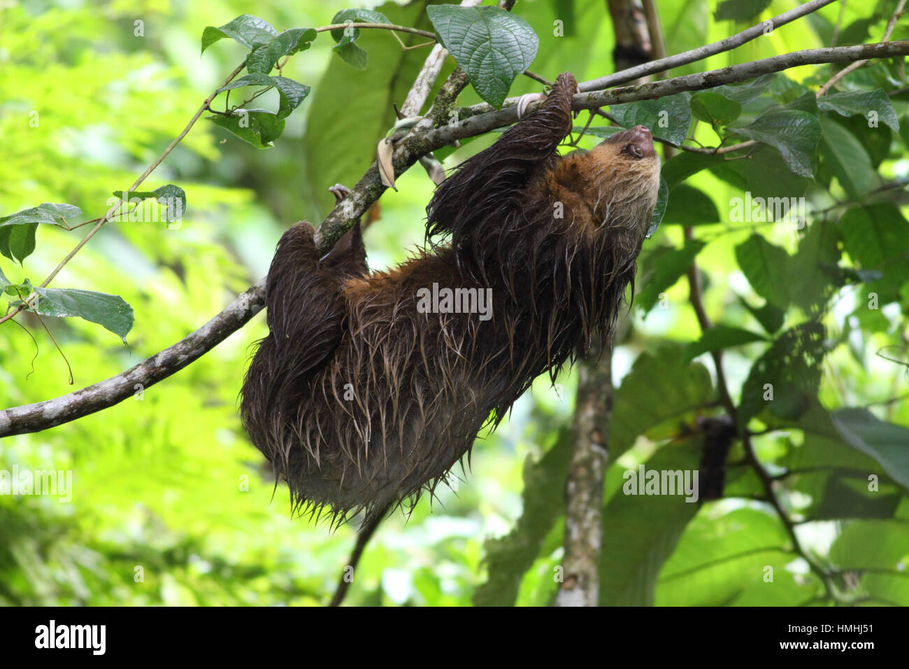 Hoffman’s Two-toed Sloth (Choloepus hoffmanni) in rainforest, La Selva ...