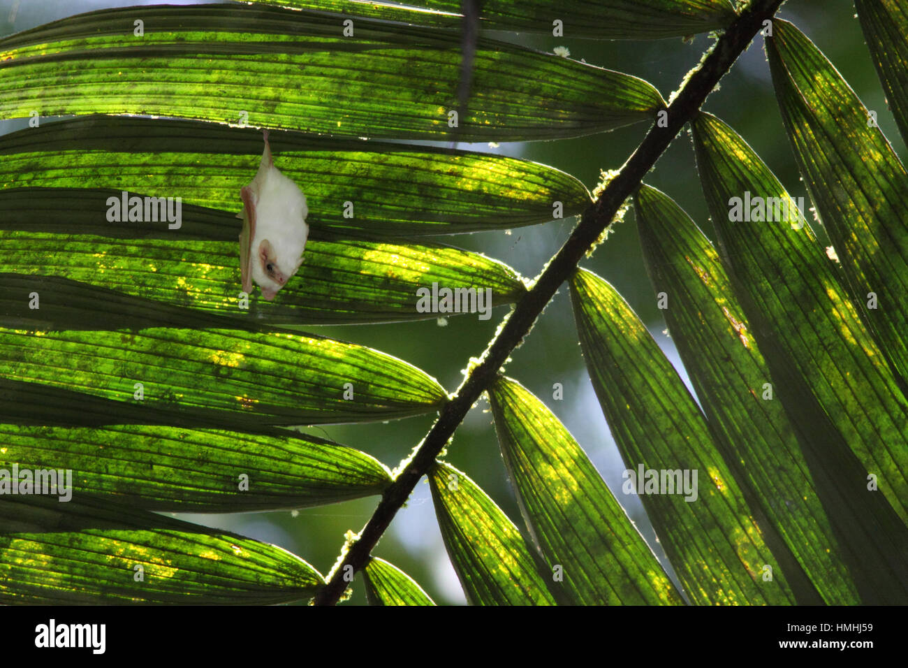 Northern Ghost Bat (Didiclurus albus) in rainforest, La Selva ...