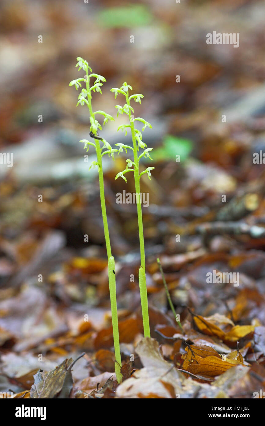 Coral root Corallorhiza trifida Vercors National Park France Stock ...