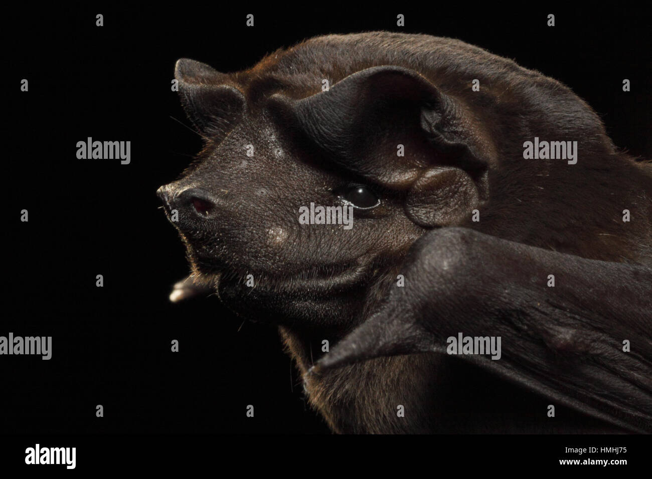 Bonda mastiff bat hi-res stock photography and images - Alamy