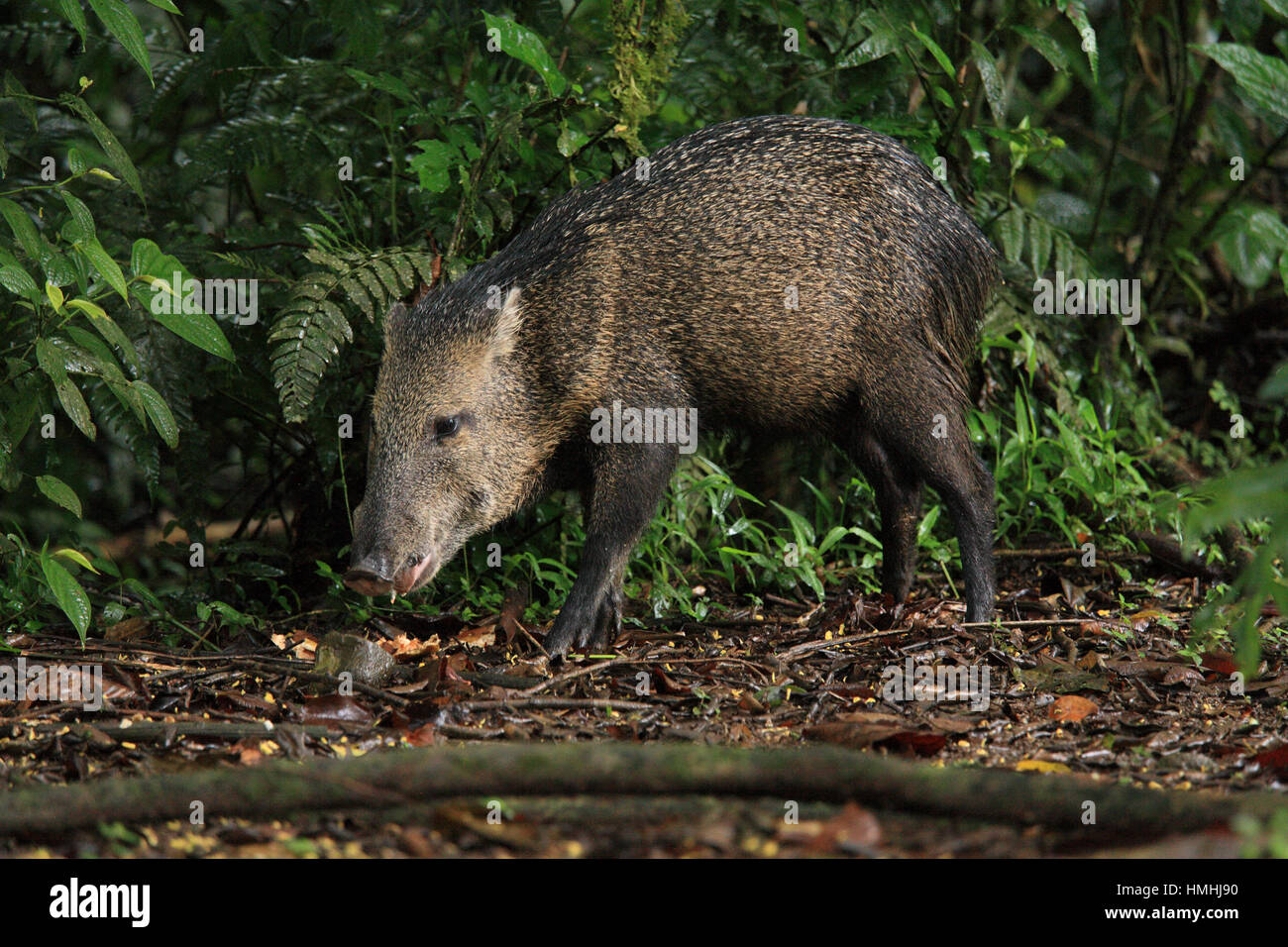 Collared Peccary (Tayassu tajacu) in rainforest. La Selva Biological ...