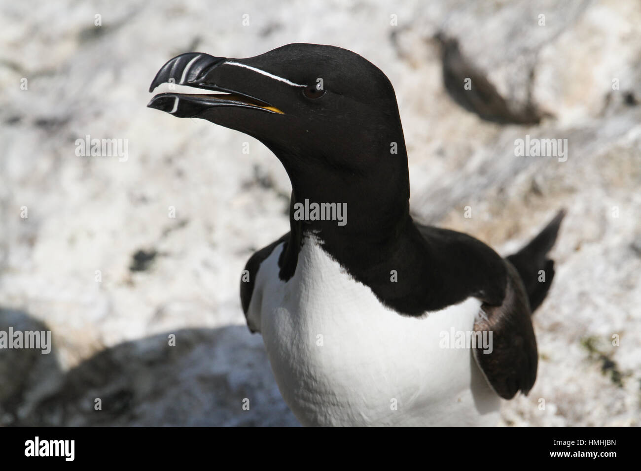 Deep and blunt beak hi-res stock photography and images - Alamy