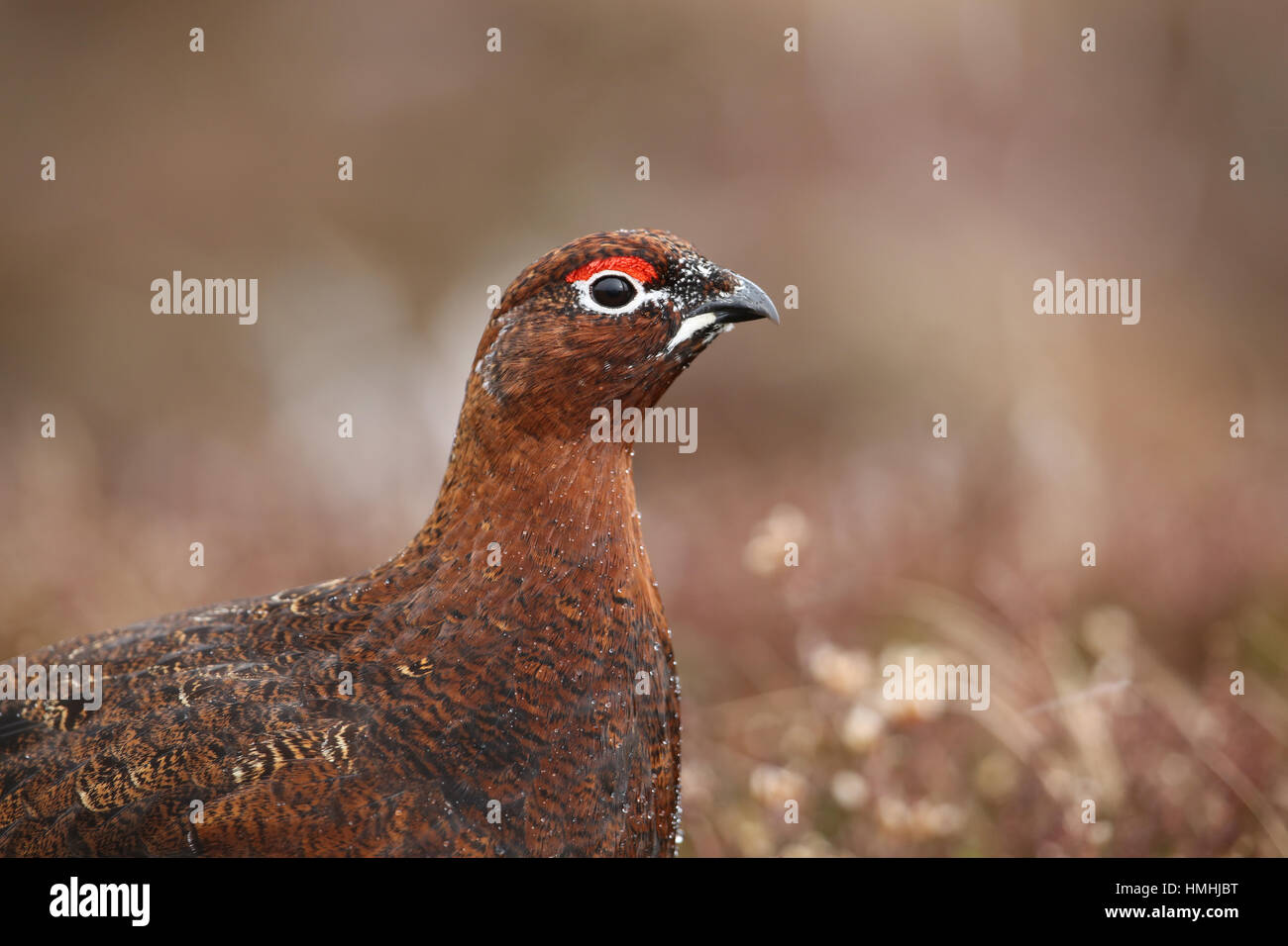 Red grouse breed hi-res stock photography and images - Alamy
