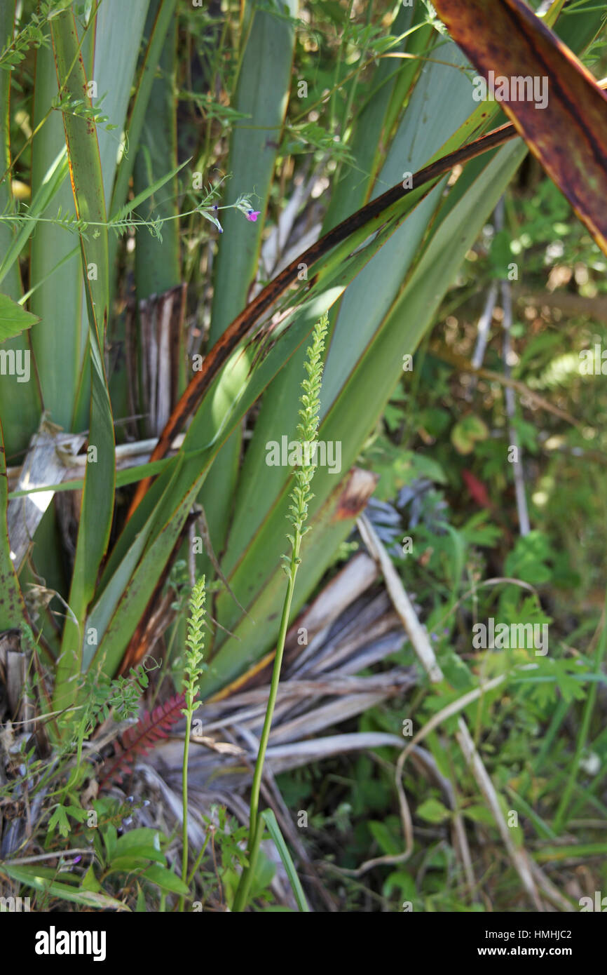 Common onion orchid Microtis unifolia New Zealand Stock Photo - Alamy