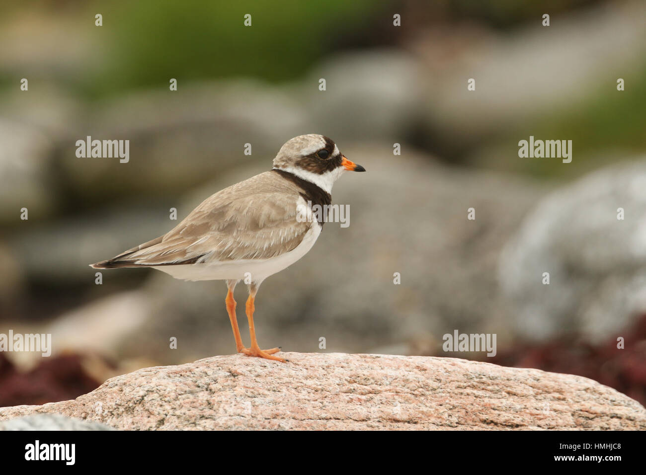 A stunning Ringed Plover (Charadrius hiaticula) on the shoreline in ...